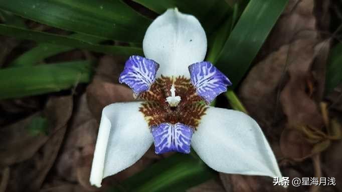 Brazilian iris: sword-shaped leaves, involute petals, flowers bloom and ...