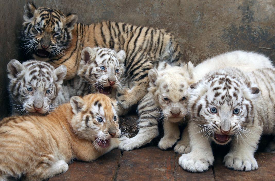 Animals "show their magical powers" in order to mate and reproduce ...