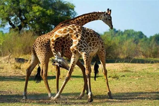 Giraffe's strange courtship method, finding a mate by "tasting urine ...