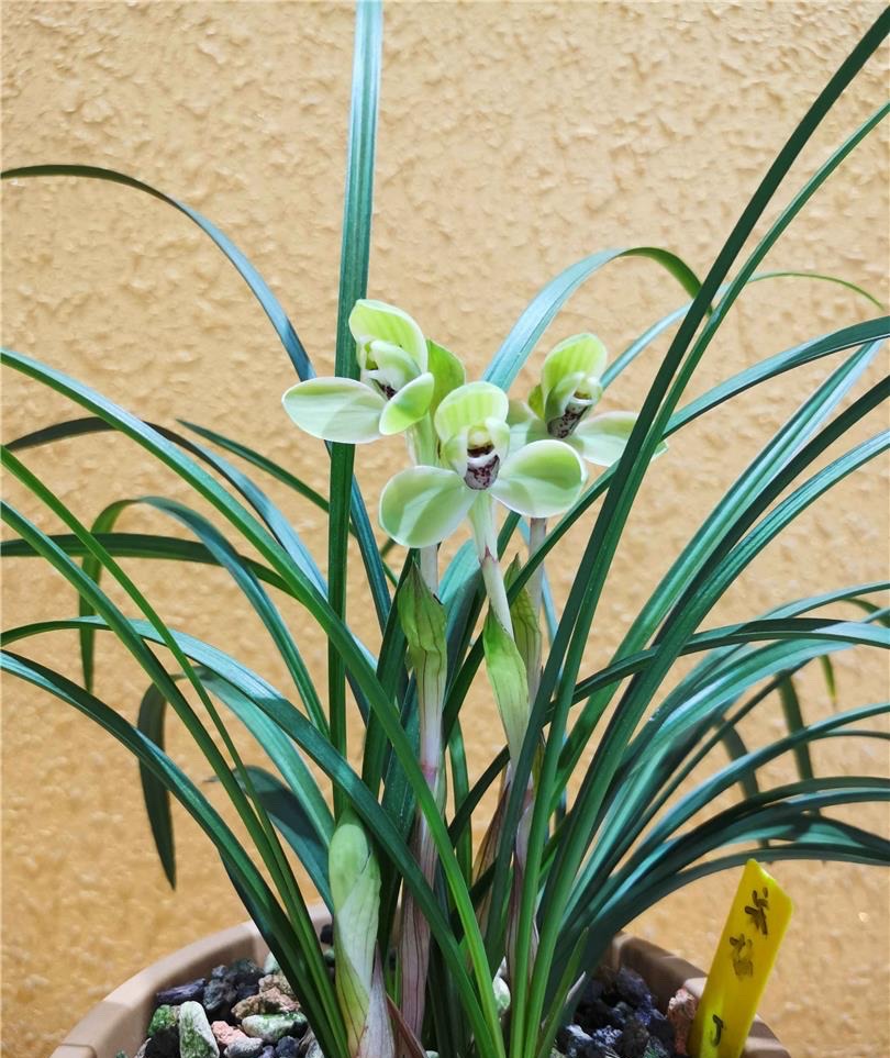 The "three kinds of flowers" that are very shade-tolerant, grow ...