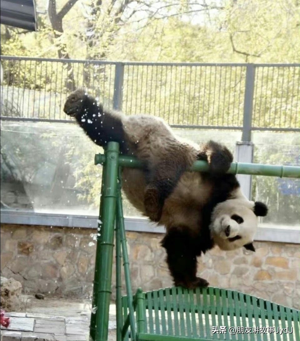 The cute giant panda—Menglan, who escaped from prison and became ...