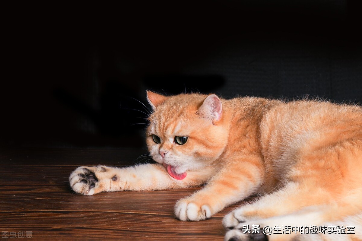 Why is the cat's tongue covered with barbs, is it because the mouse is ...