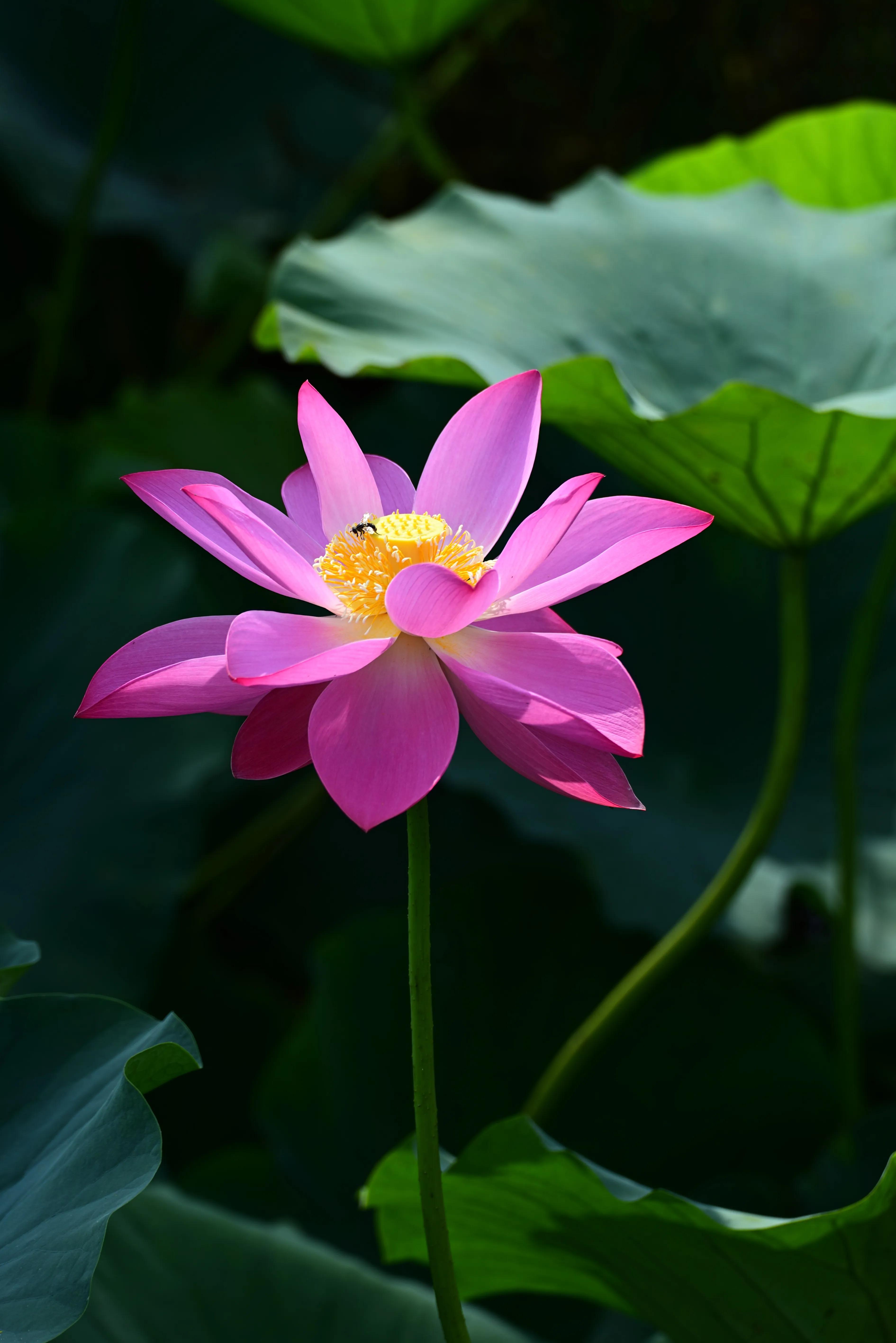 Burning lotus flowers emerge from the water (No. 119) - iNEWS