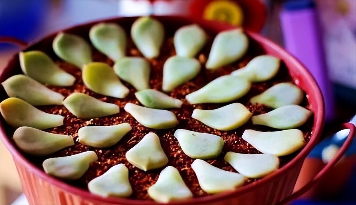 Teach you how to make succulent "leaf plugs" to become more than one ...