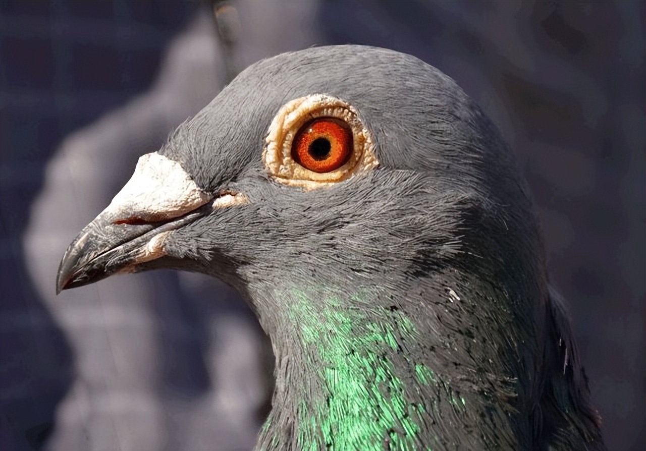 The wings of top fast pigeons have these characteristics - iNEWS