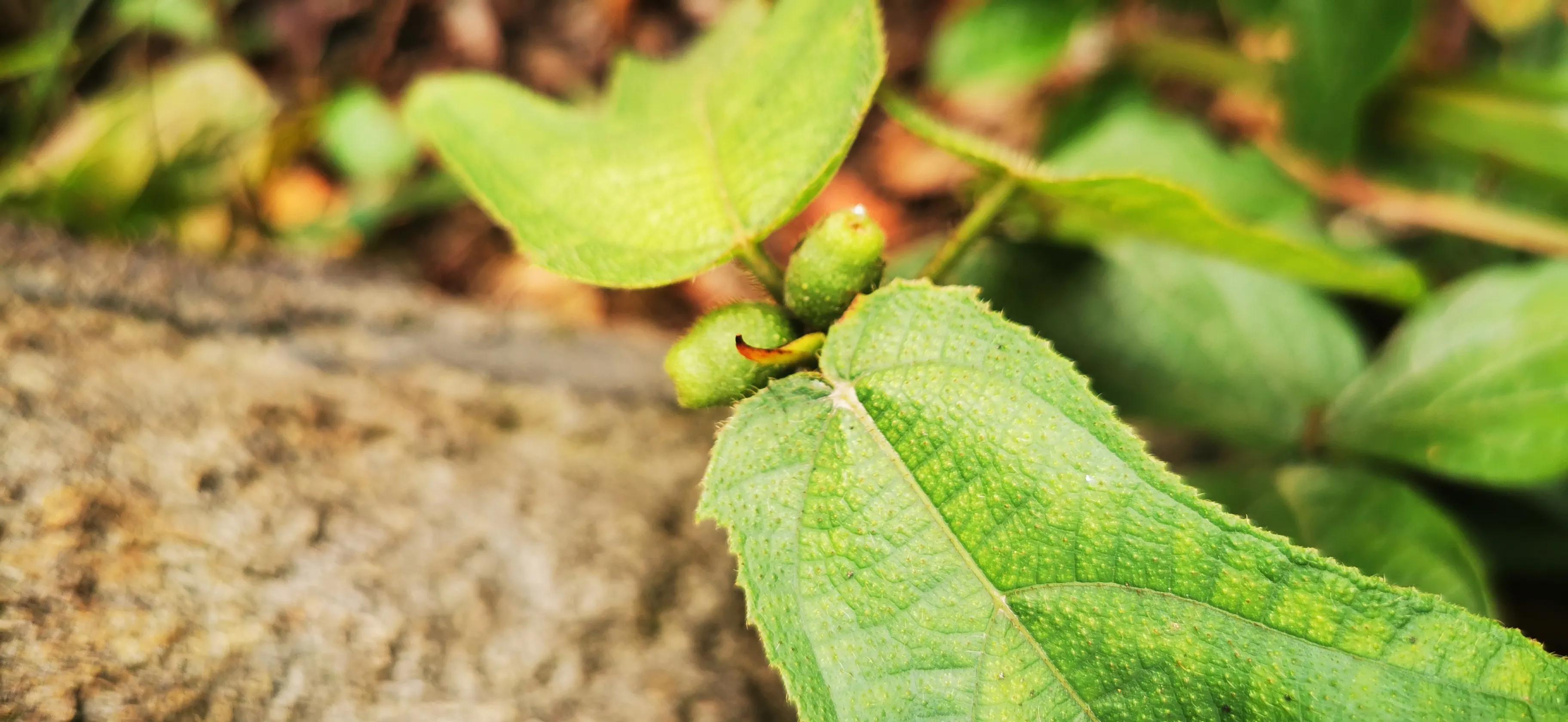 Five-fingered peach - iNEWS