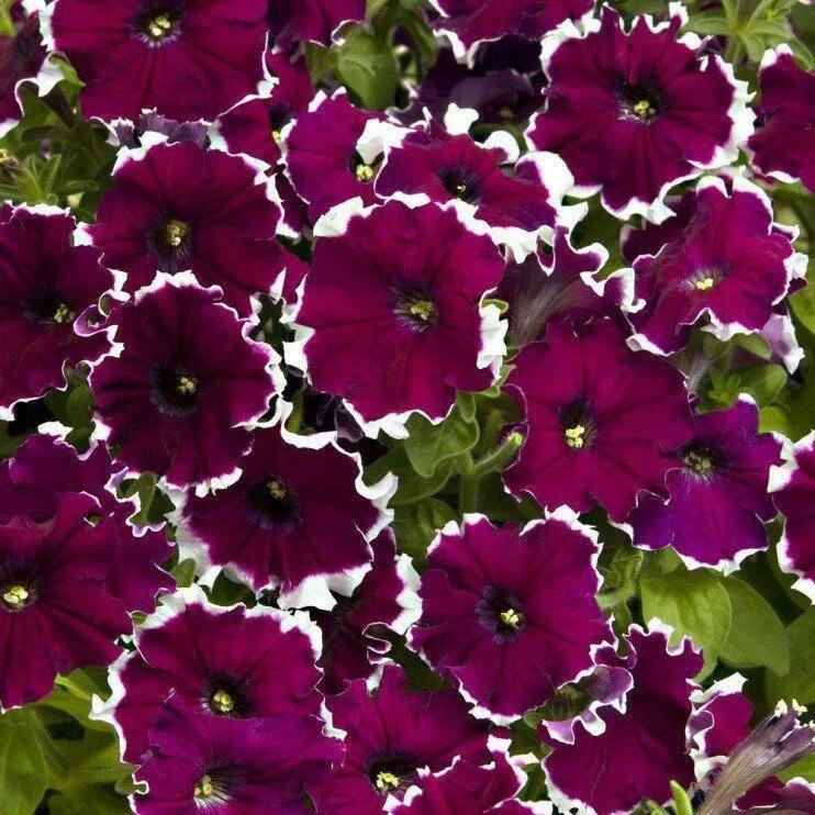 5 Unusual Petunia Varieties - iNEWS