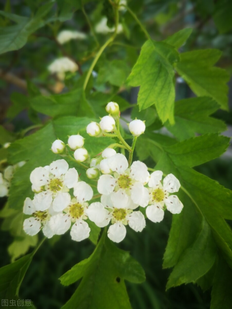 The tea millet in the ten poems is white and flawless, and it is a ...