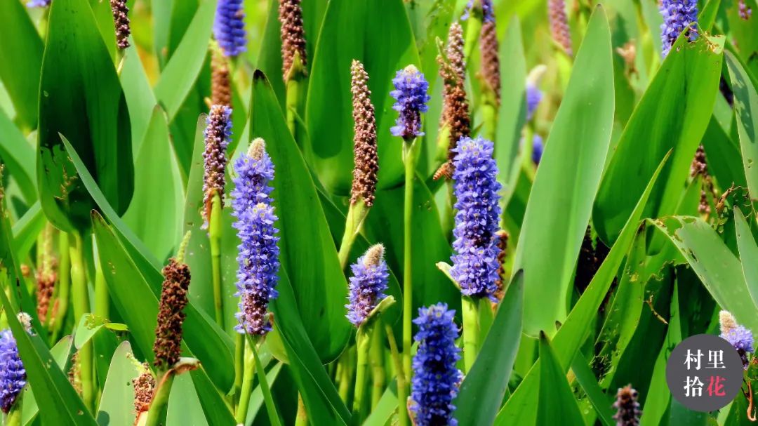 "Barracuda" a plant named after a fish - iNEWS