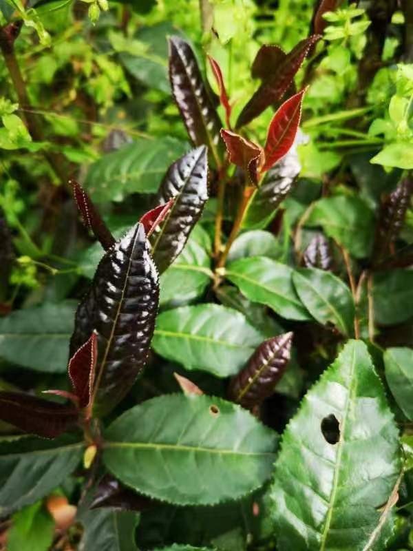 For tea lovers, purple is the best! Through the millennium, taste the ...