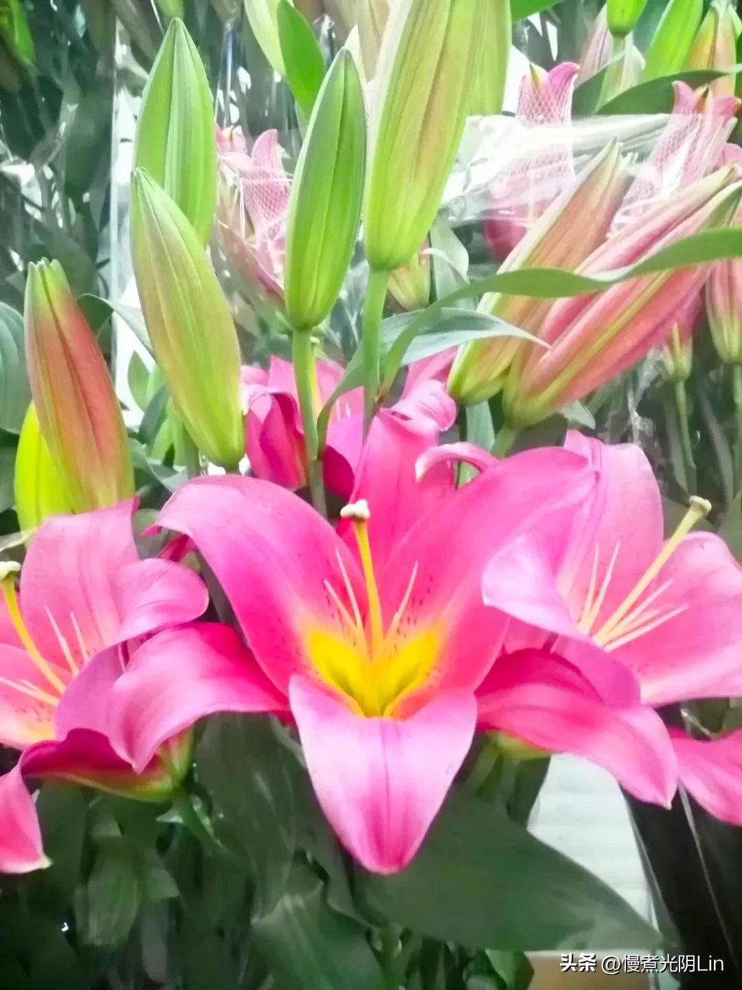 The visual feast of "Jin Dounan" tour is too seductive - iNEWS