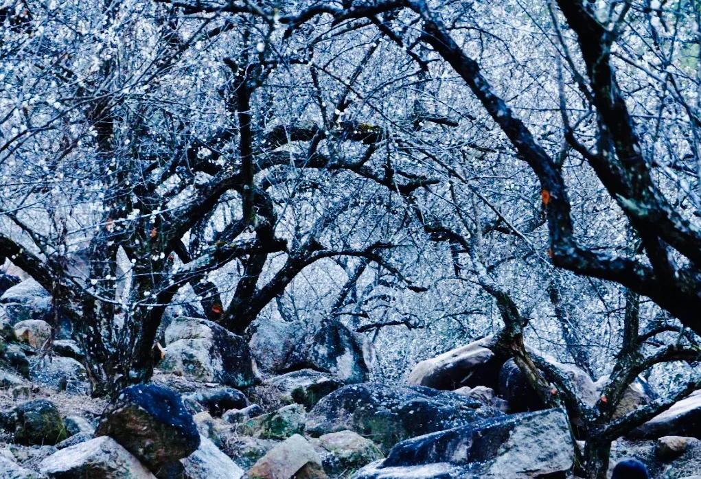 Walk into Lianghua Plum Garden - iNEWS