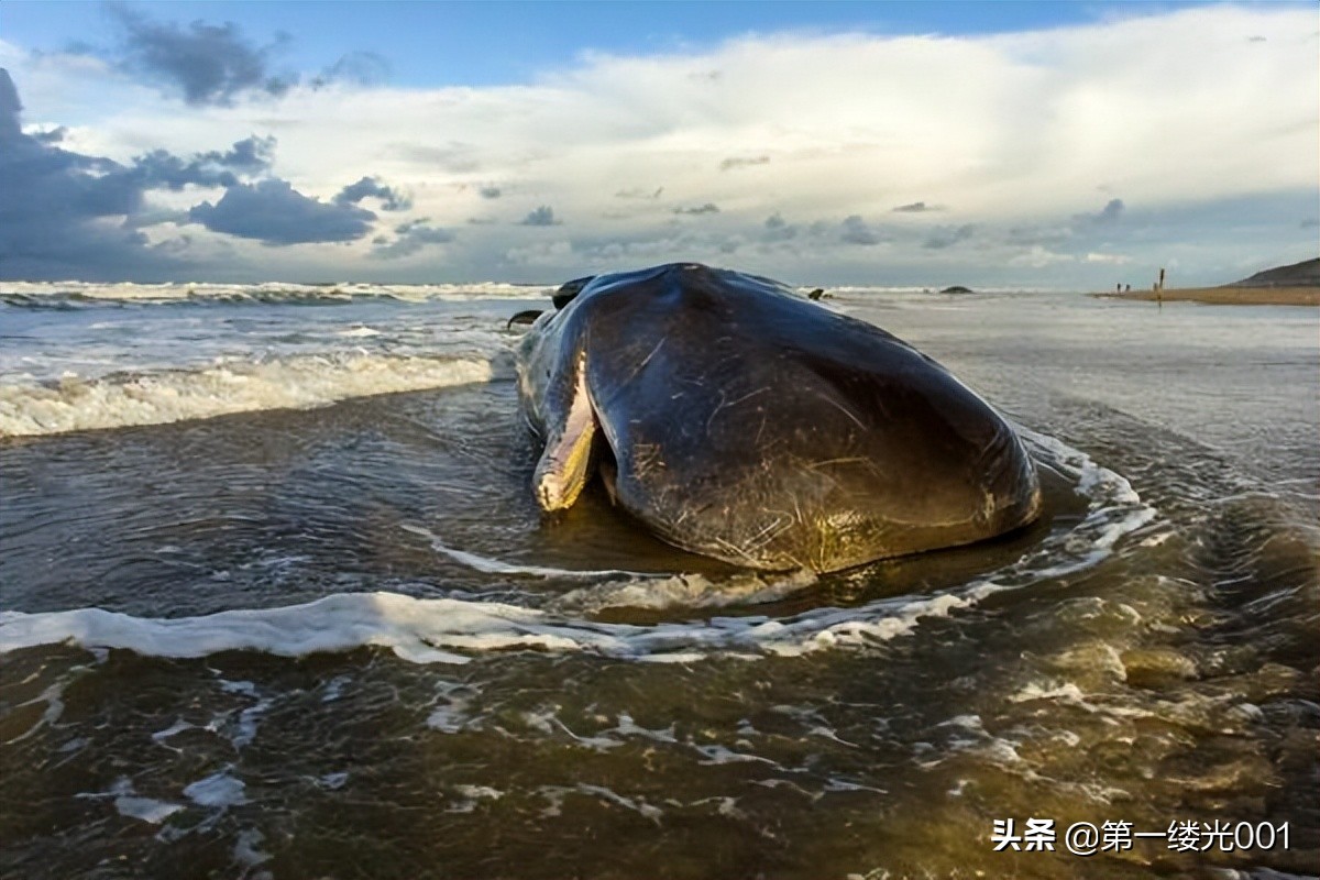 What happened to the whale explosion, and why did the dead whale ...