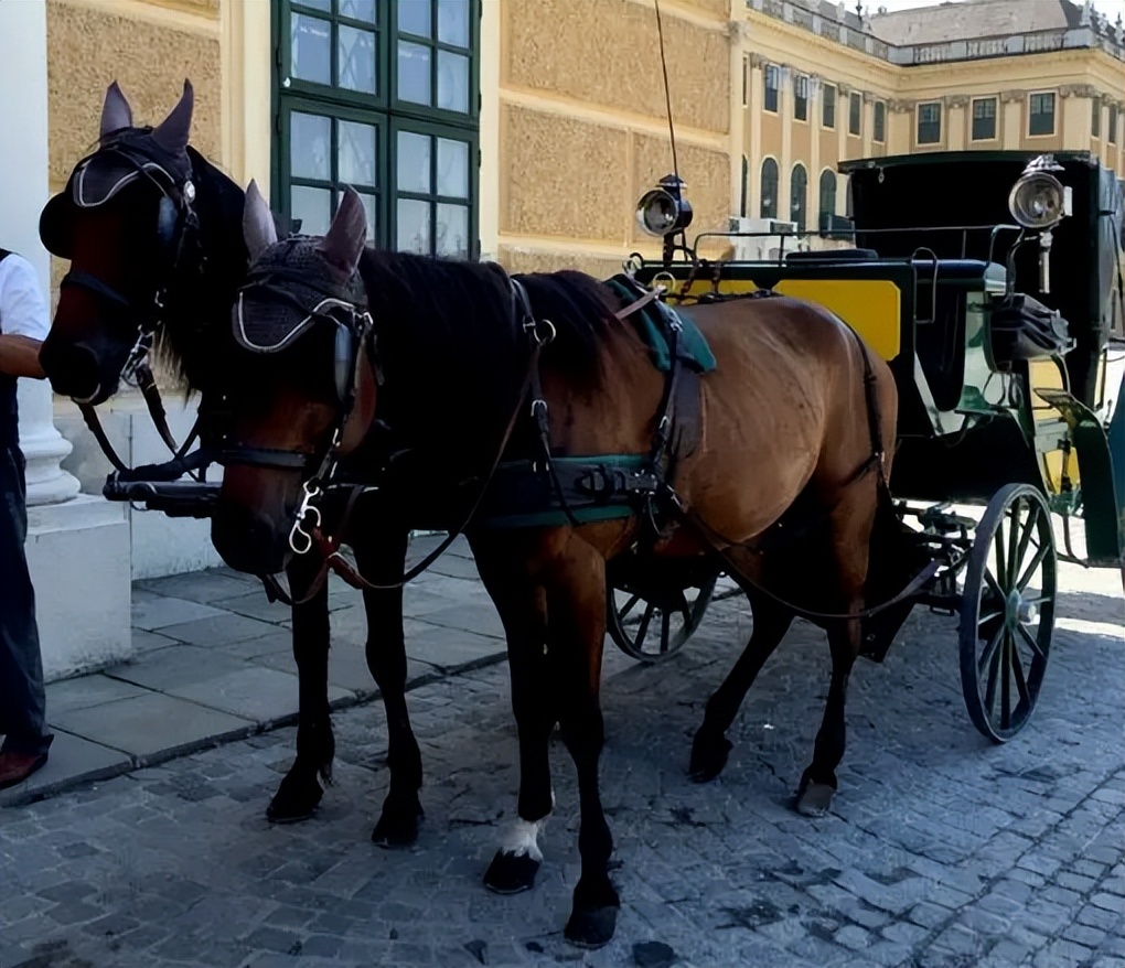 What was the military strategy of the Ostrogothic chariot in 516-538 ...