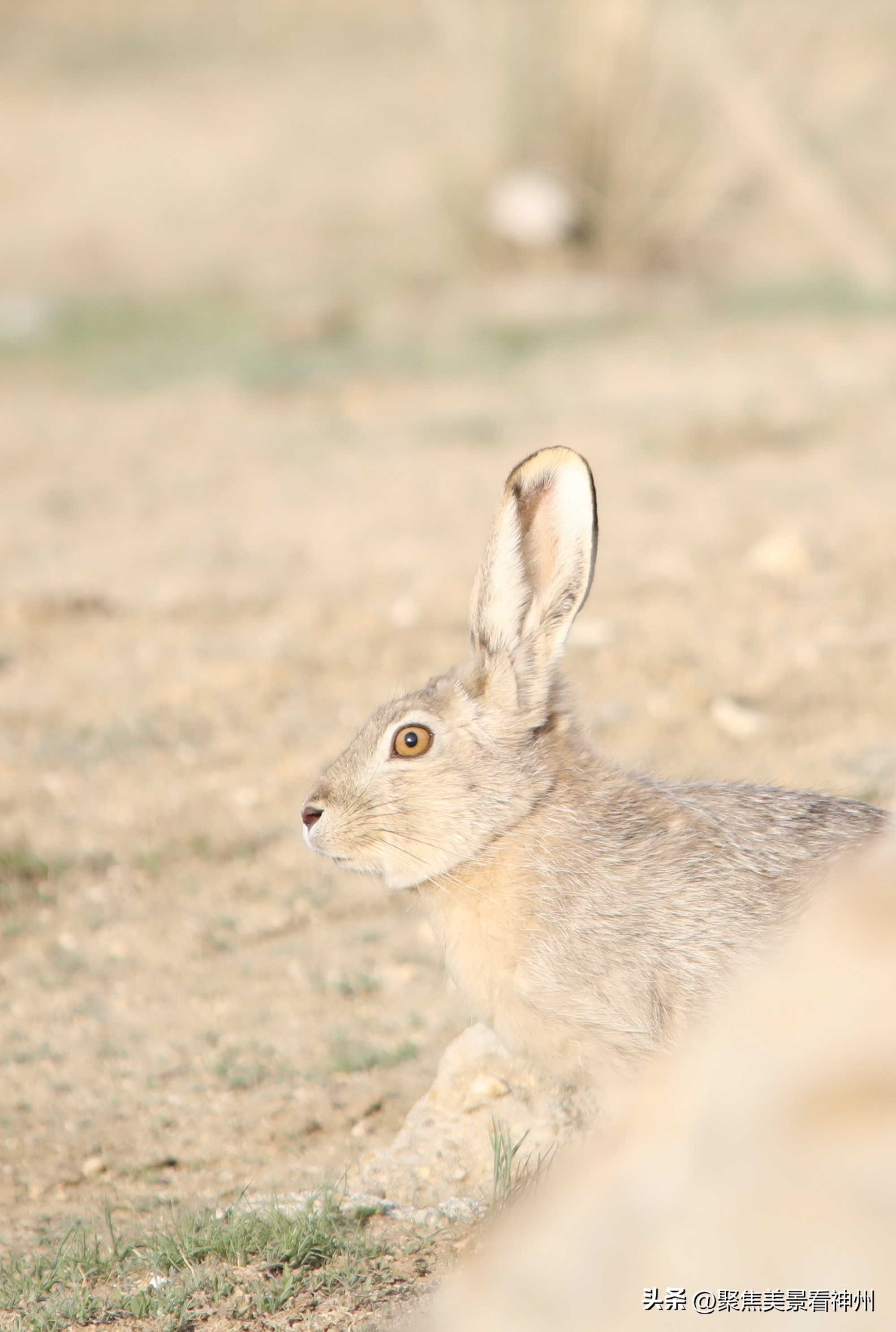 Talk about hares (with pictures and truth) - iMedia