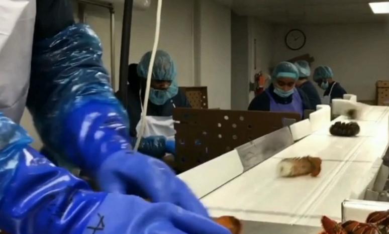 What is the workflow like when I go to Canada to work in seafood ...