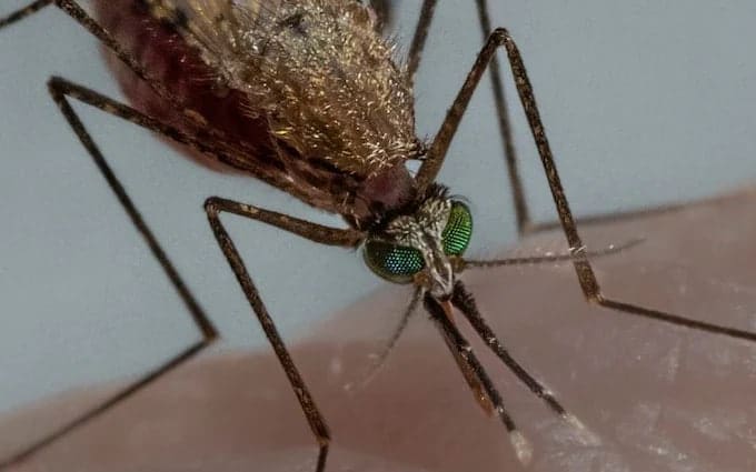 Geneticists have bred a super mosquito that females love and doesn't ...