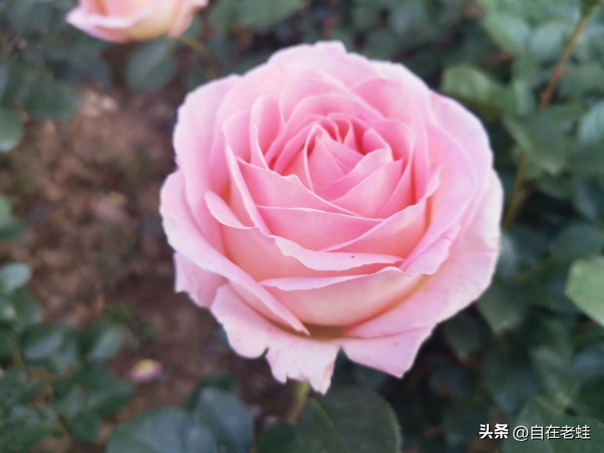 Classic Daily Lesson: Money is like dung, God closes a door for you and ...