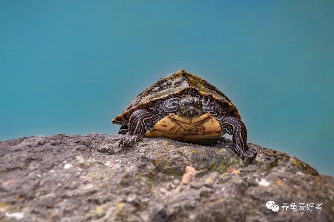 Raising turtles and changing water can still trouble you? nonexistent ...