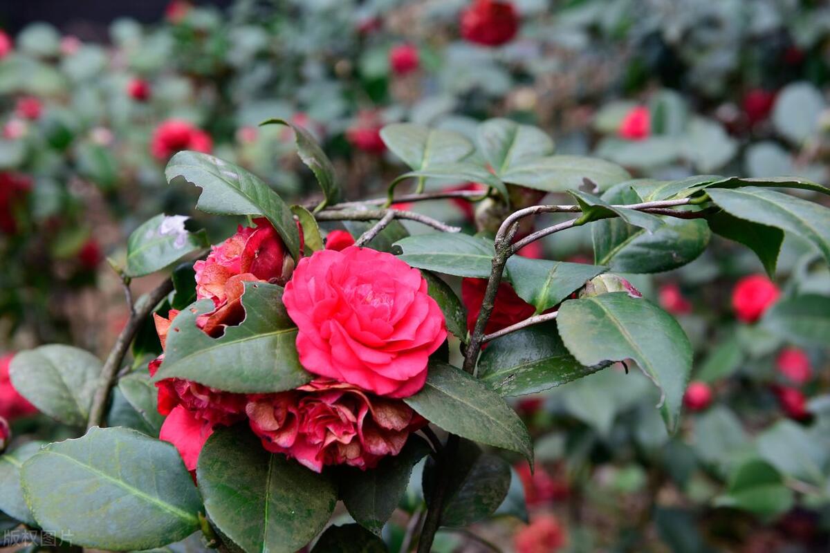 The trunk and leaves of the camellia tree at home are falling off, how ...