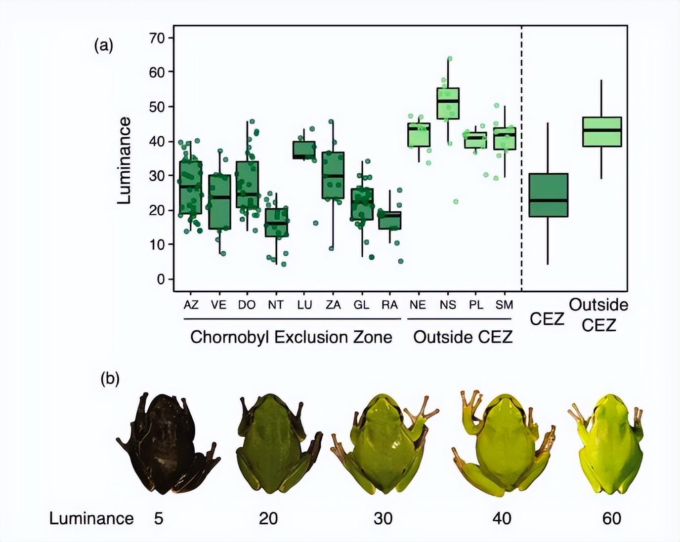 High radiation effects?Chernobyl's frogs turn black, scientists ...