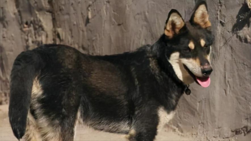 Illustrated Book of Chinese Pastoral Dog Breeds - iNEWS