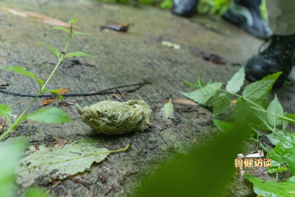 Unexpectedly, you are such a giant panda! - iNEWS