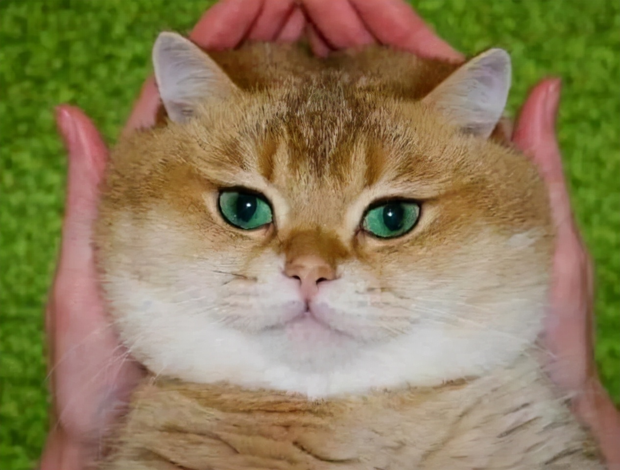 Want to have a big round face?How to make cats better "fat cheeks" - iNEWS