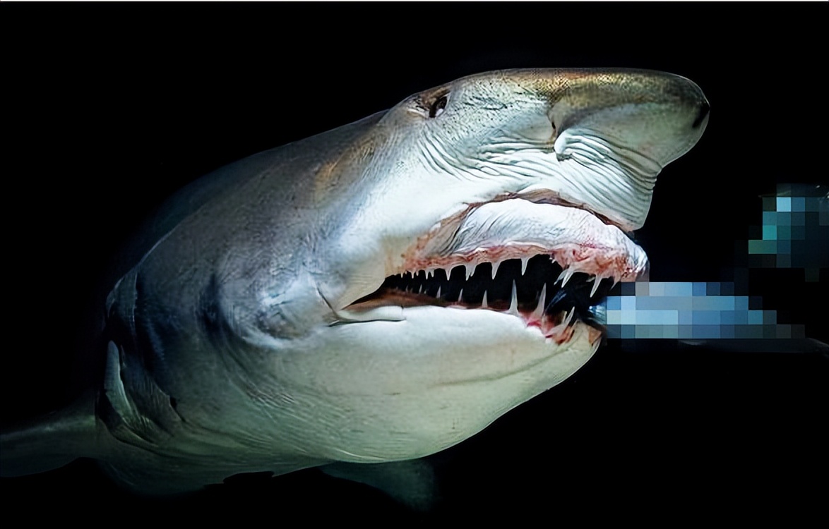 cruel! The man was swallowed alive by a shark, and the film and ...