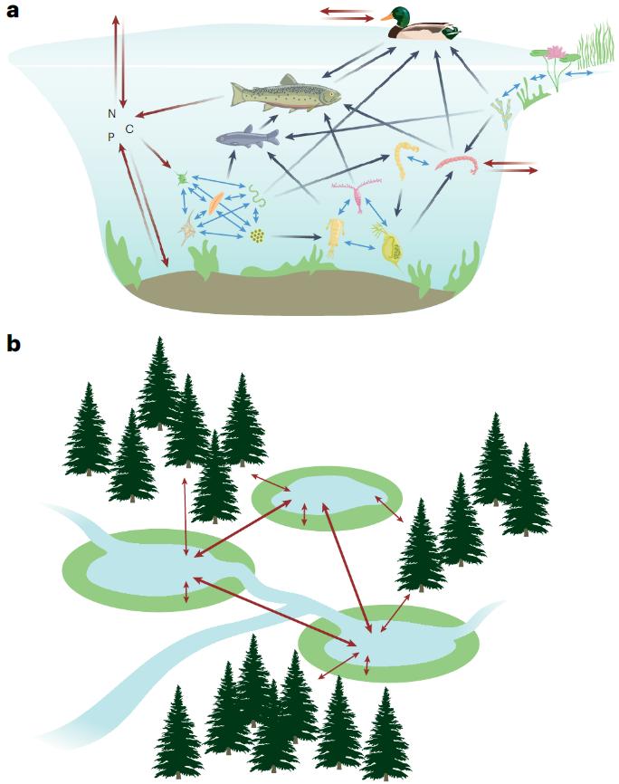 Lakes are model systems for understanding global change - iNEWS