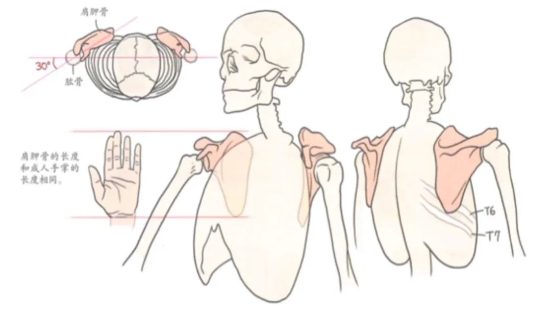 Stop pursuing winged shoulders and avoid the beauty trap of "butterfly ...