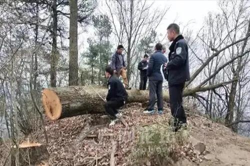 Common legal issues in rural areas: 04. Cutting down your own trees - iNEWS