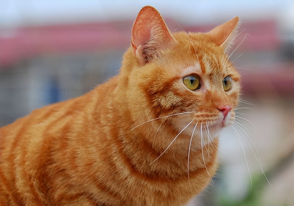 If the owner does not pay attention to these situations, it will cause ...