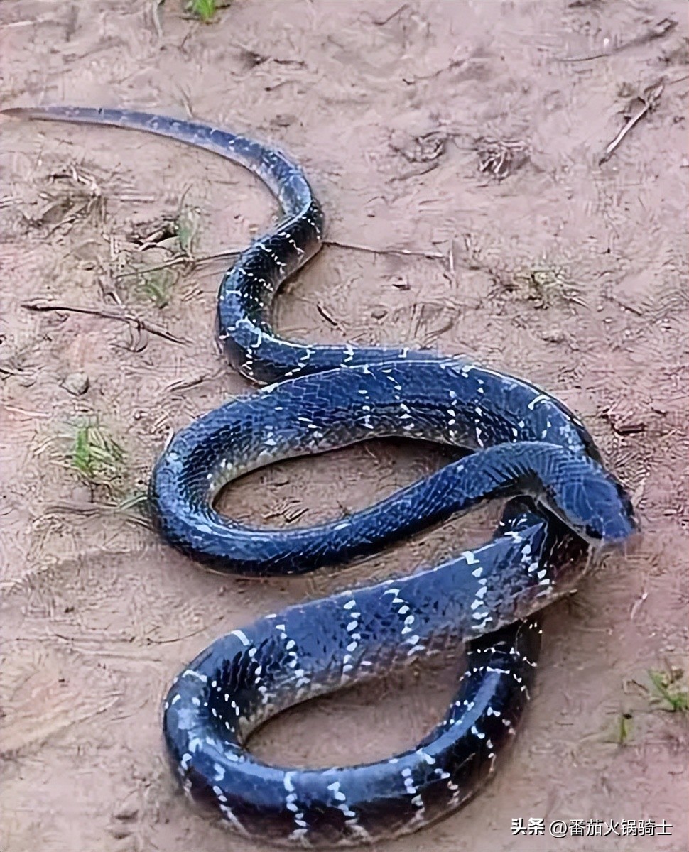 What kind of snake is the Sindhi krait?Why did it replace the krait as ...