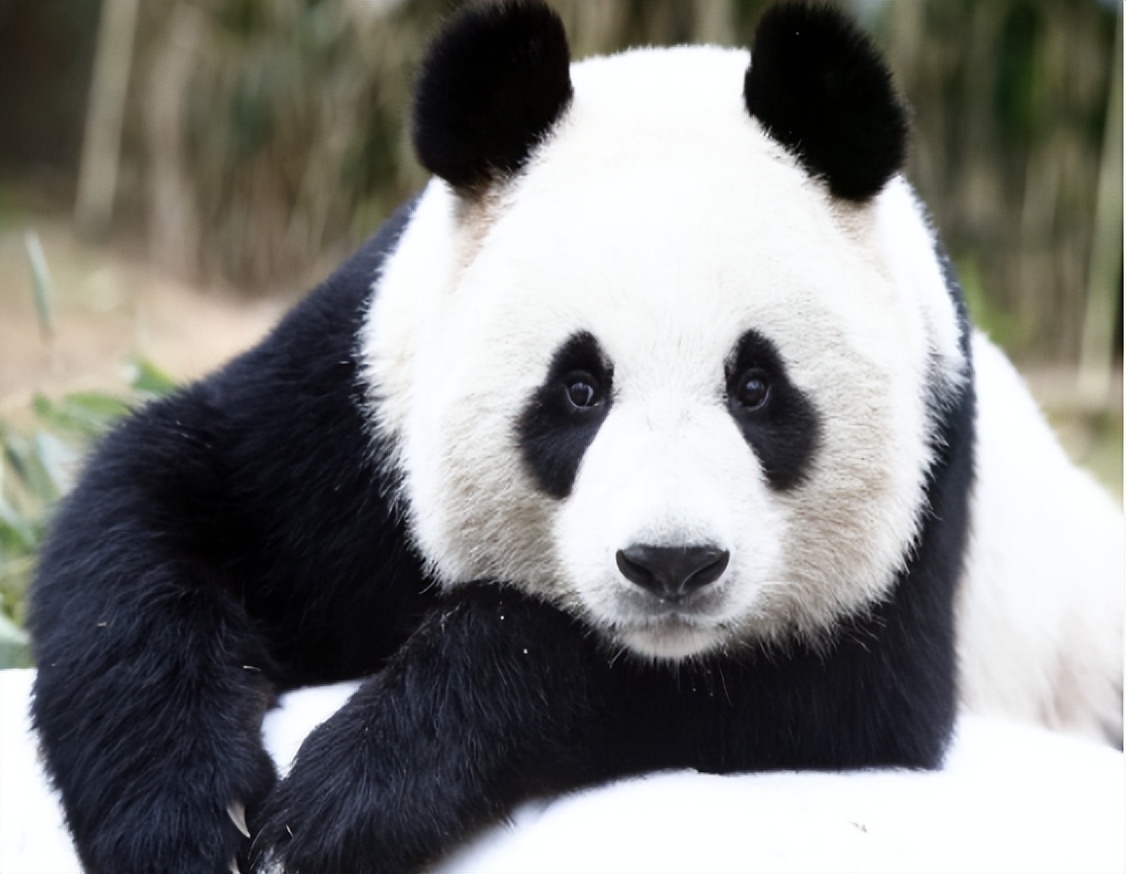 Panda "Xiang Xiang" returns to China: Japanese people line up at 3 a.m ...