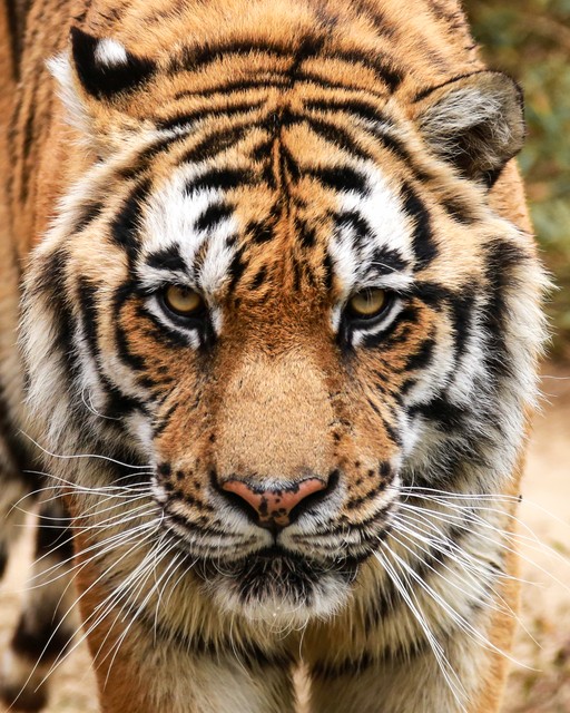 south china tiger - iNEWS