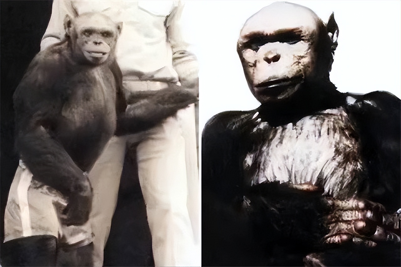 The Soviet Union's inhuman experiment: trying to conceive a monkey ...
