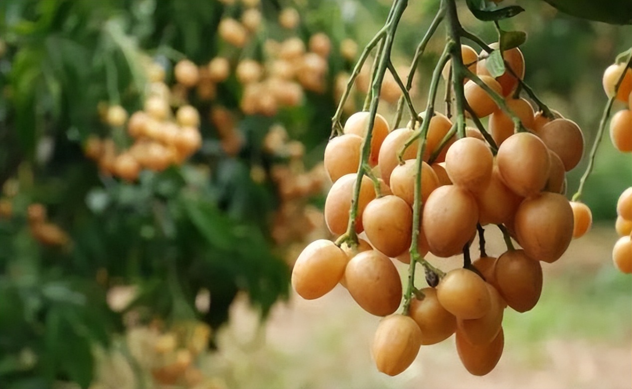 The unique "yellow fruit" in summer, do you know how to eat it? Who is ...