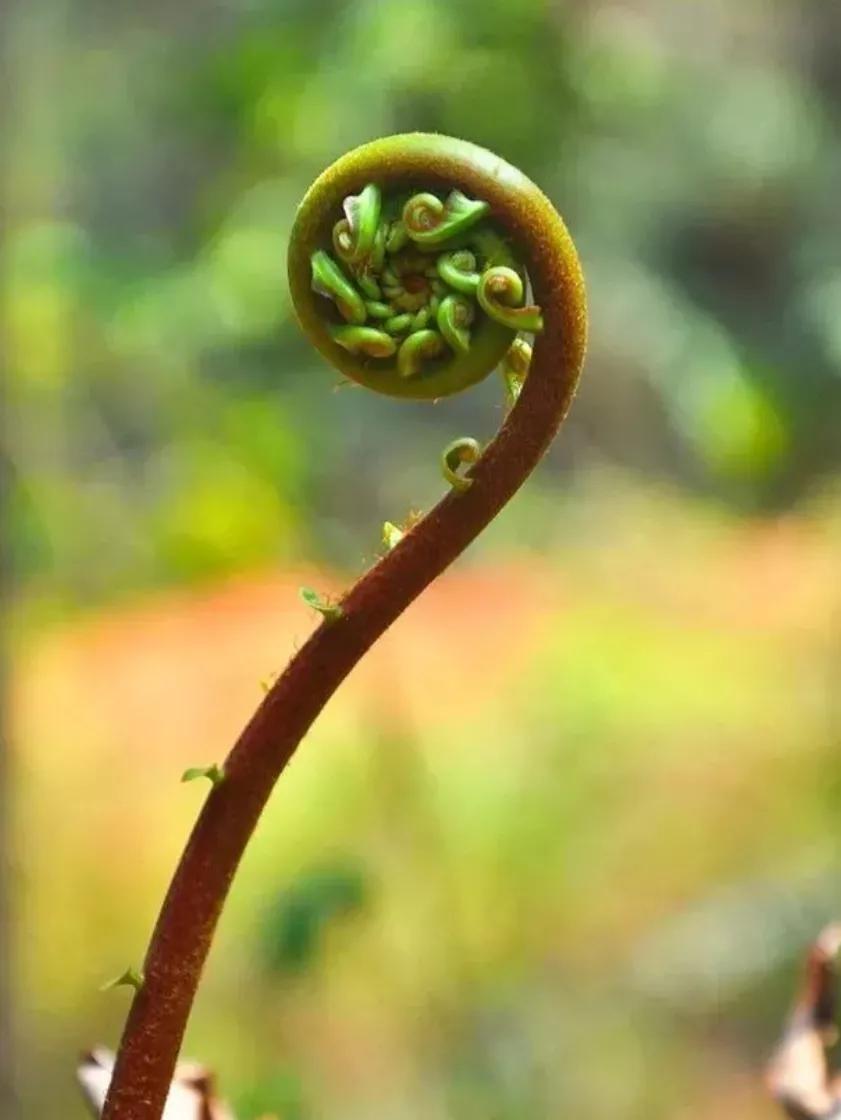 Picking bracken in spring, looking for delicious food - iNEWS