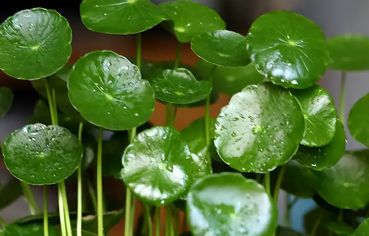 Let the copper coin grass change greatly, only use "3 steps", the ...