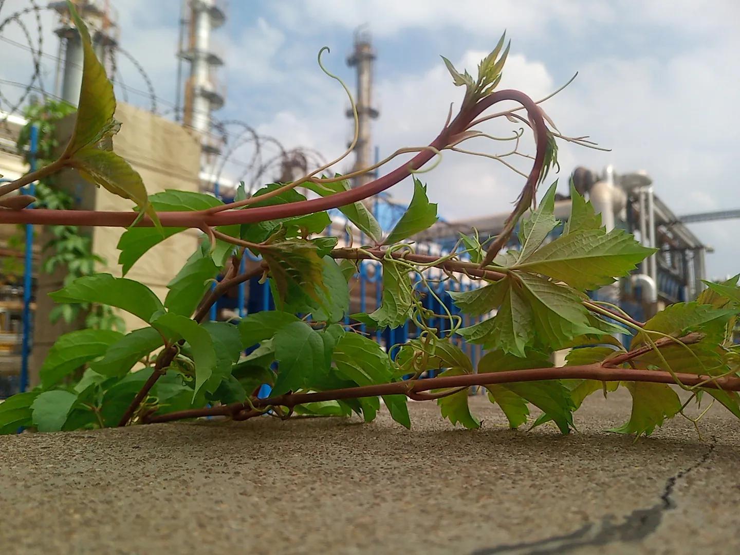 The ivy accidentally sprained its foot - iNEWS