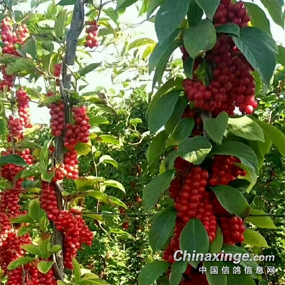 Three fruits that protect, repair and detoxify the liver of pigeons ...