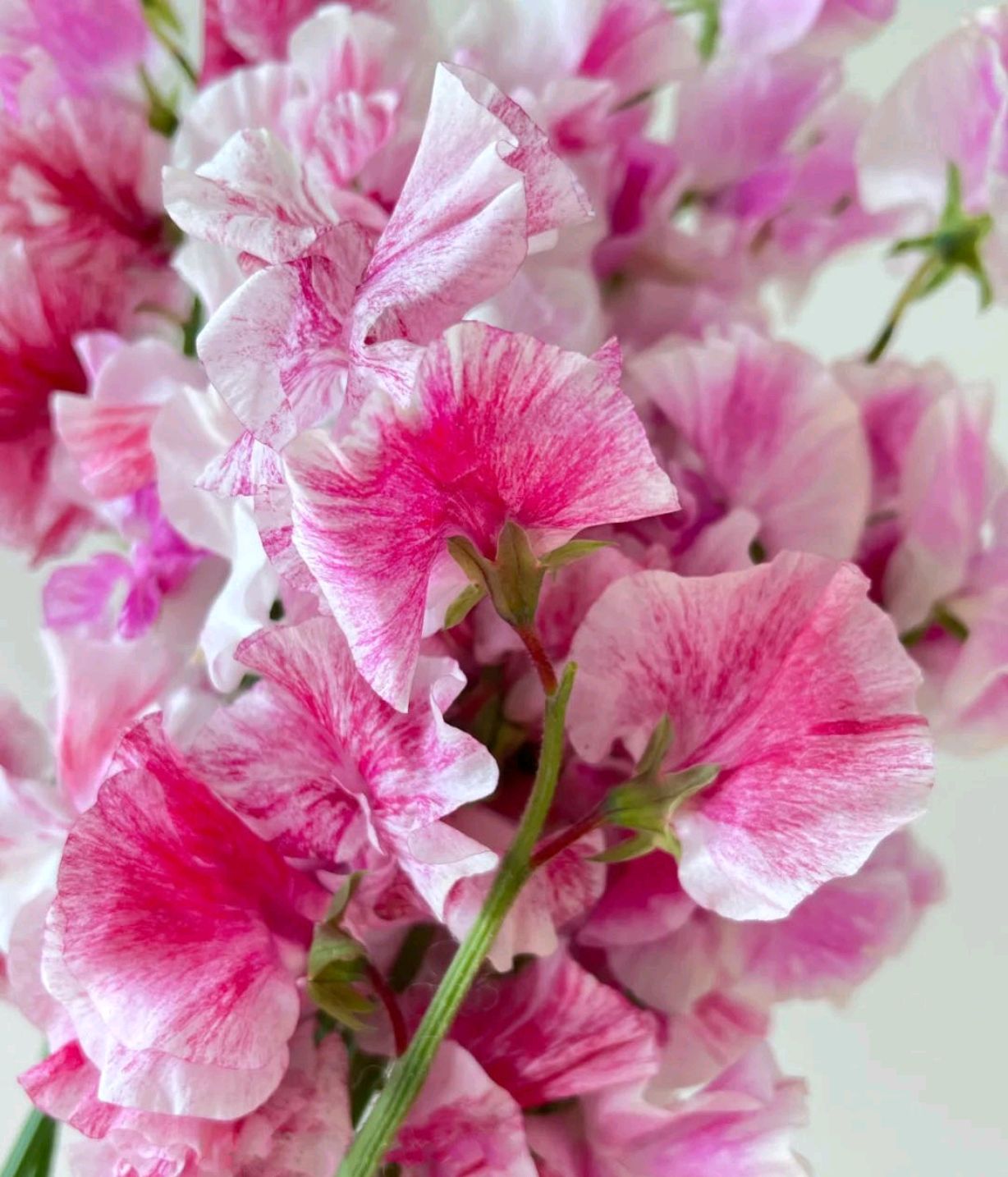 Secret sharing of sweet pea bursting flowers, easy to achieve freedom ...