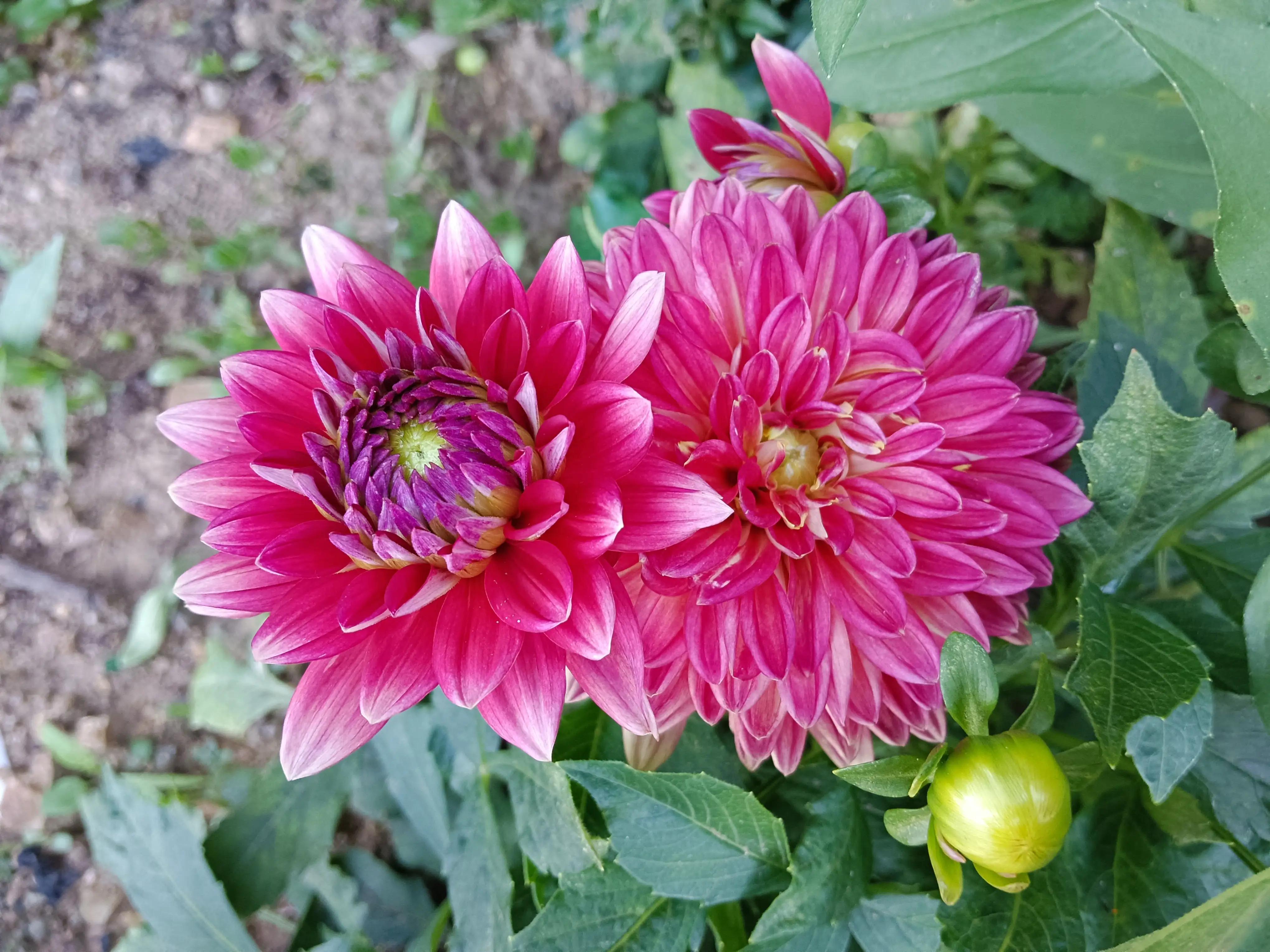 "Jiang" flying flower order - iNEWS