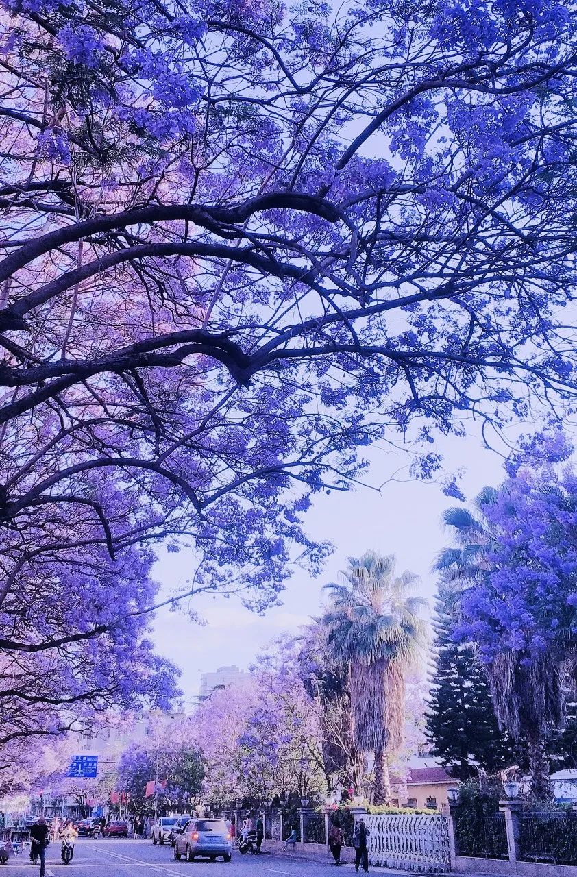 The sea of purple flowers is in full bloom in western Sichuan, don't ...