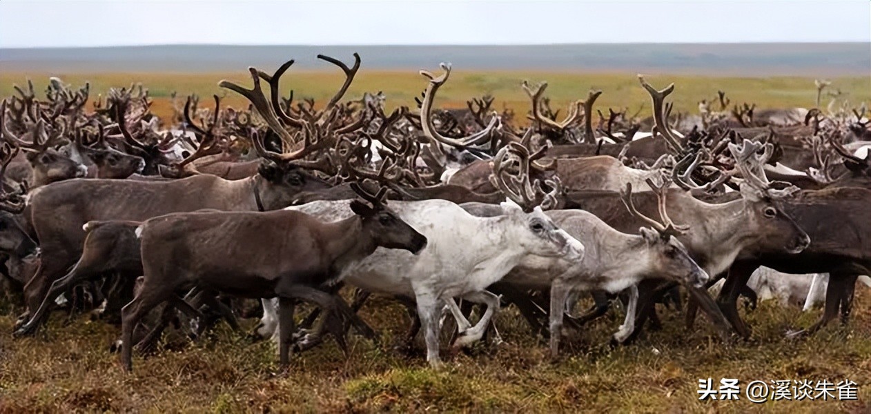 Skeletal muscle, liver, and adipose tissue, elements characteristic of ...