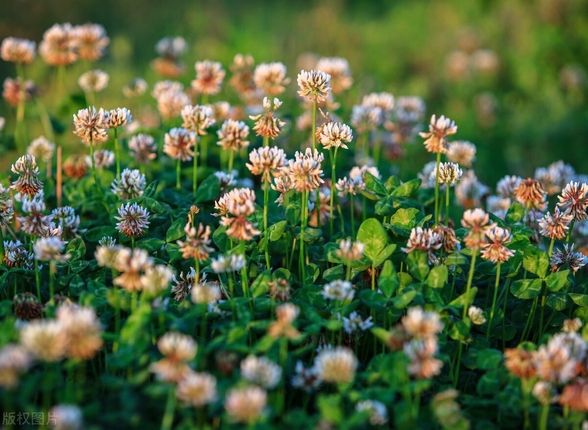 "The Enlightenment of Zeng Guofan": To change destiny, start from correcting shortcomings - iNEWS