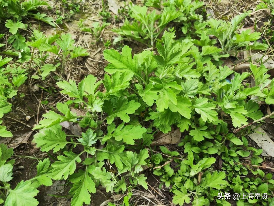 Tired of eating wormwood green balls? The simple and delicious wormwood ...