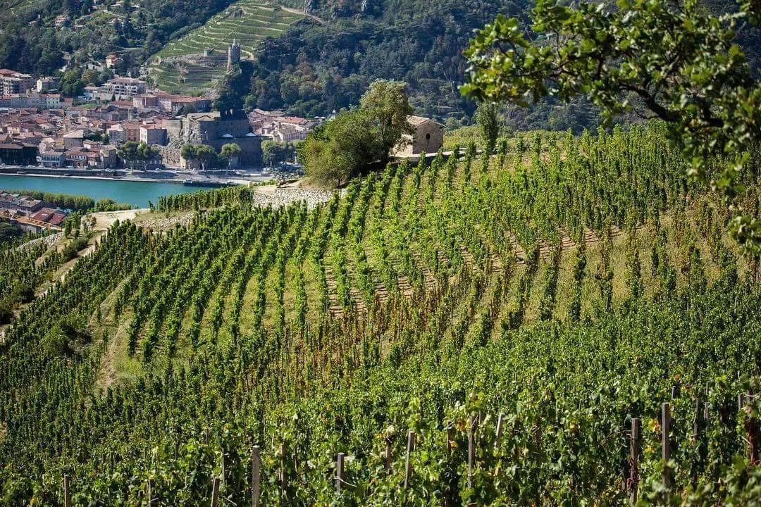Known as the "Lafite" of the Northern Rhone Valley, it is actually the ...