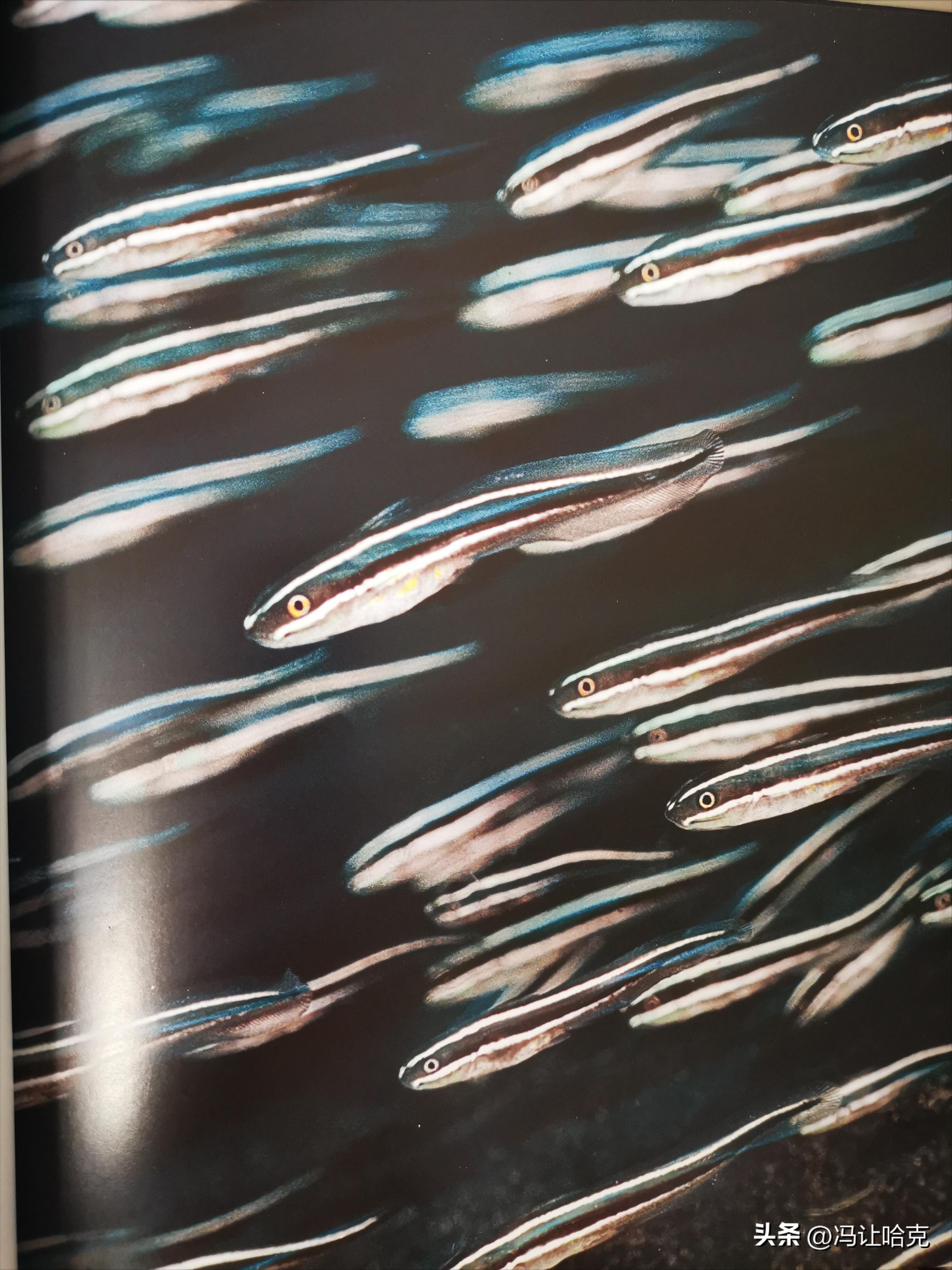 Life is Wonderful Series 01 The most filial fish - white striped eel ...